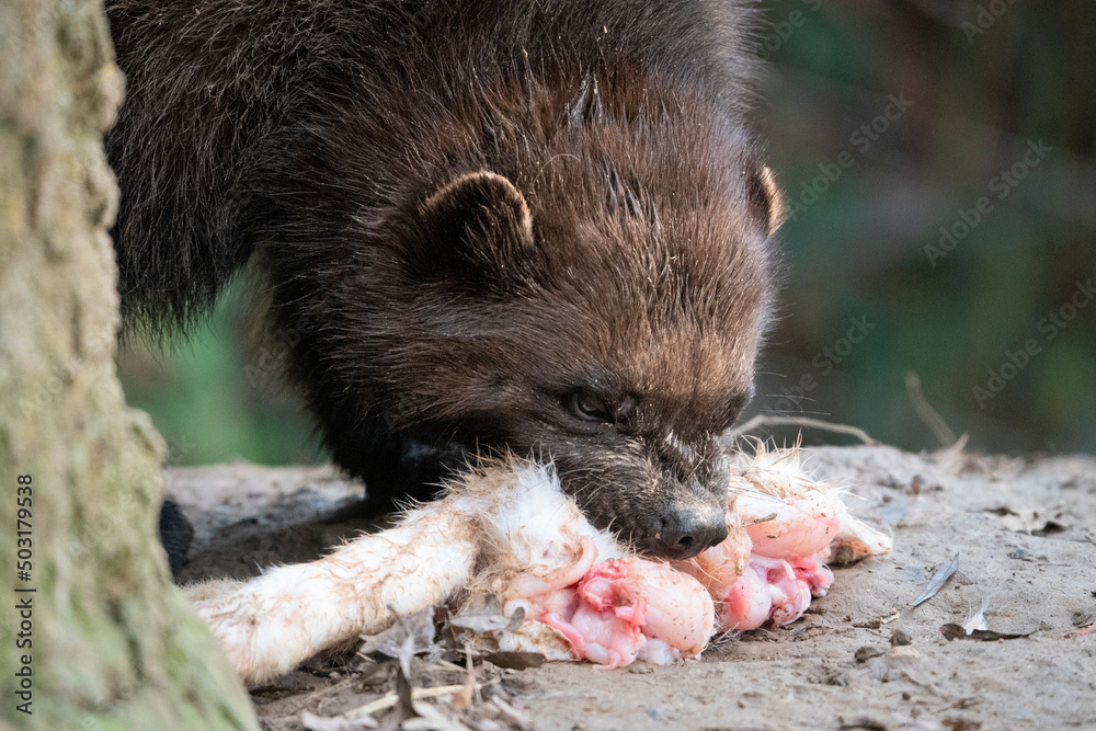 Wolverine in Europe. Wildlife scene from nature. Rare animal from north ...
