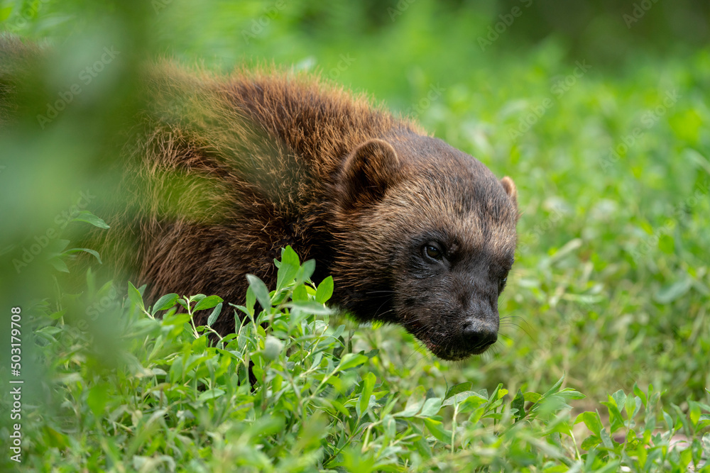 Wolverine in Europe. Wildlife scene from nature. Rare animal from north ...