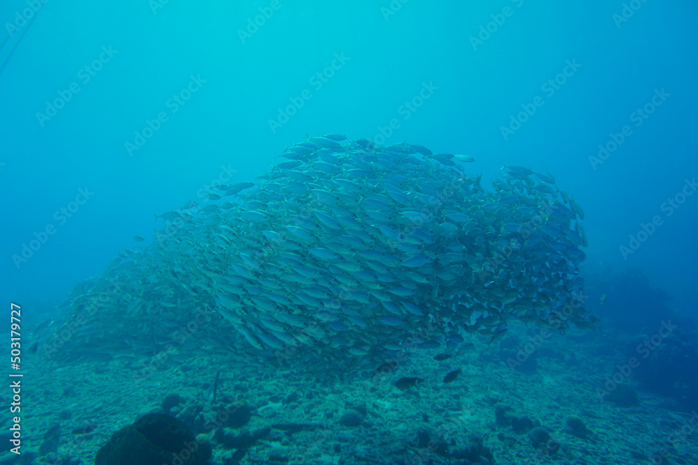 A large school of silver fish swimming in the blue waters of the ...