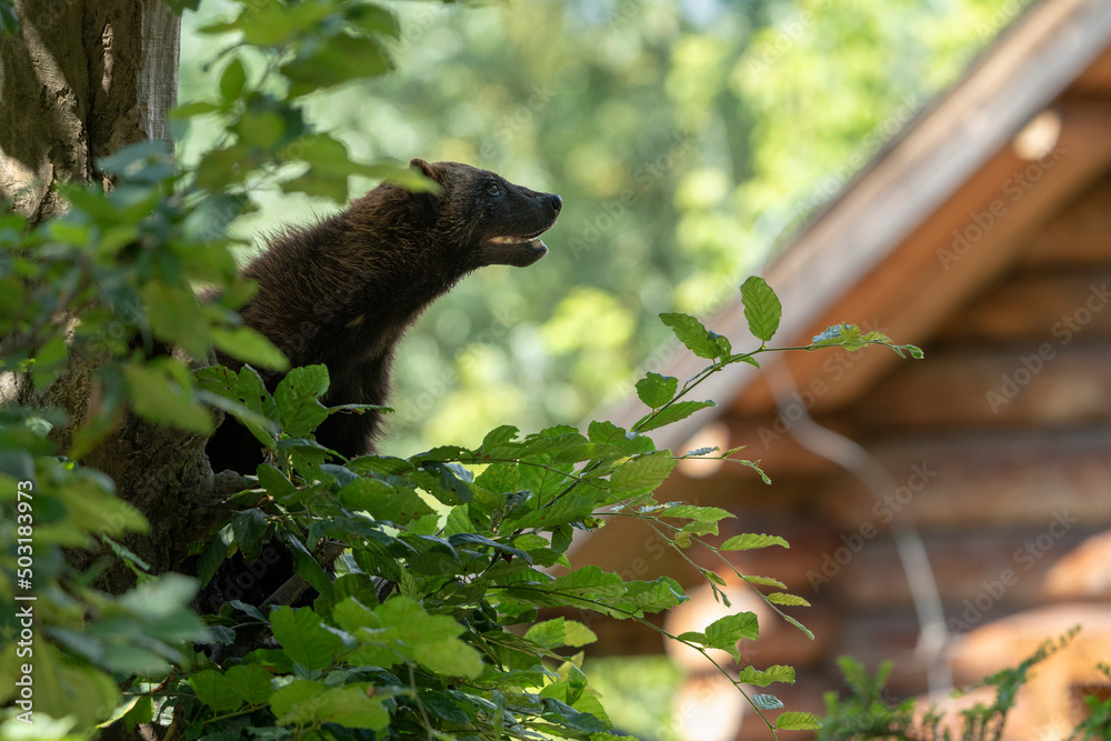Wolverine in Europe. Wildlife scene from nature. Rare animal from north ...
