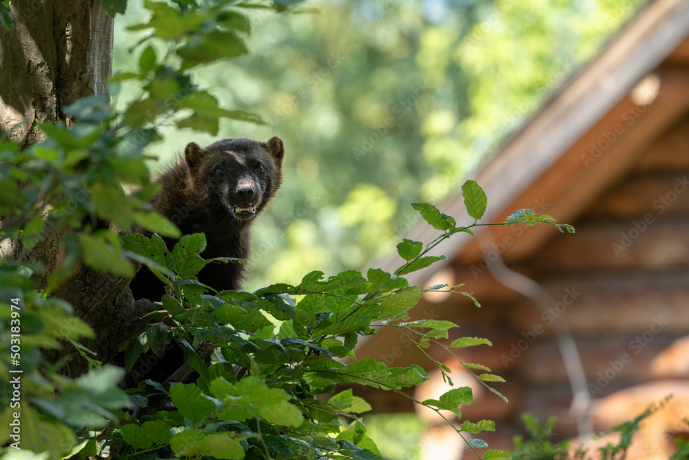 Wolverine in Europe. Wildlife scene from nature. Rare animal from north ...