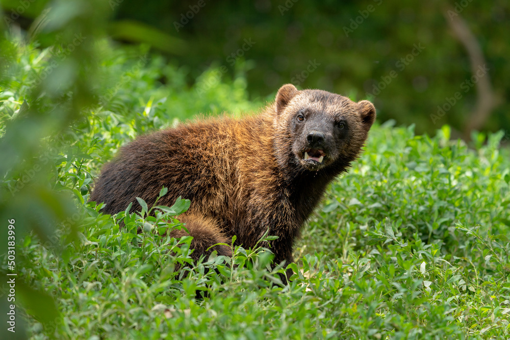 Wolverine in Europe. Wildlife scene from nature. Rare animal from north ...
