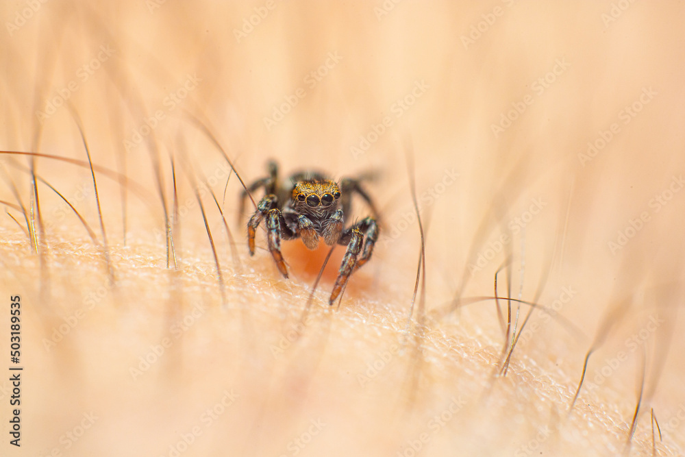 Close up photo of a Jumping spider crawling on human skin and hair. The ...