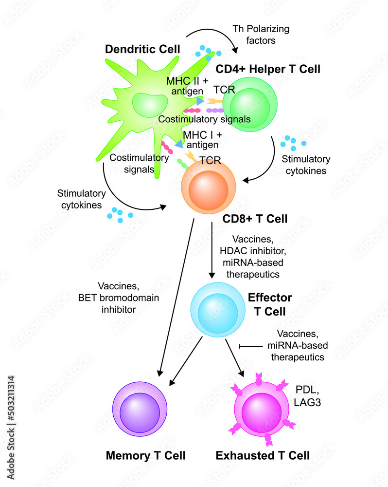 Scientific Designing of T Cell Activation And Differentiation. Colorful ...