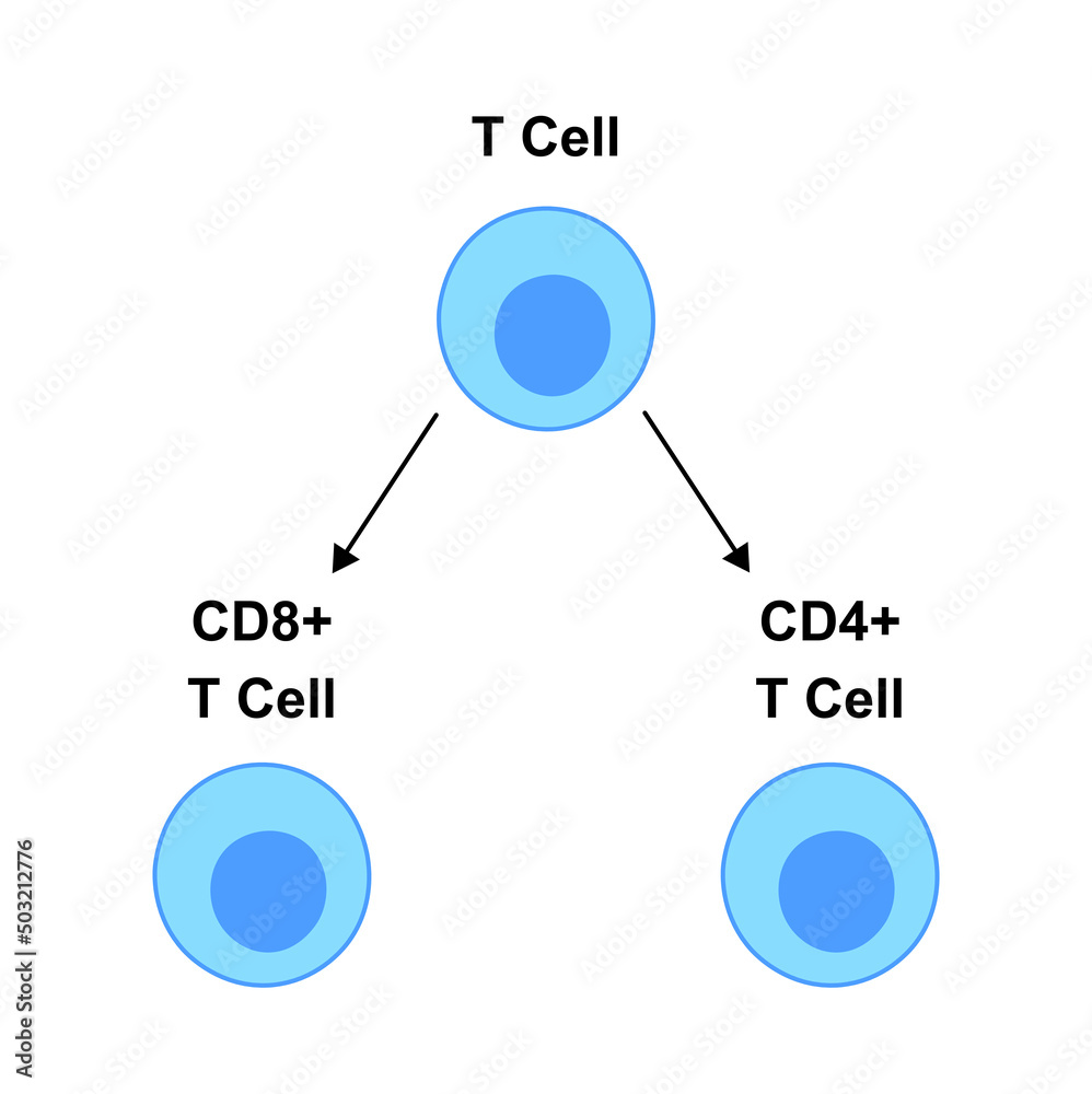Scientific Designing of T Cell CD Antigen Types. CD4 And CD8. Colorful ...