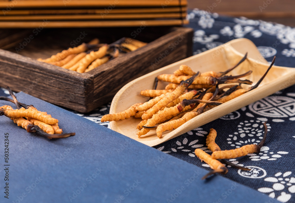 Photography of cordyceps sinensis, a nourishing Chinese herb Stock ...