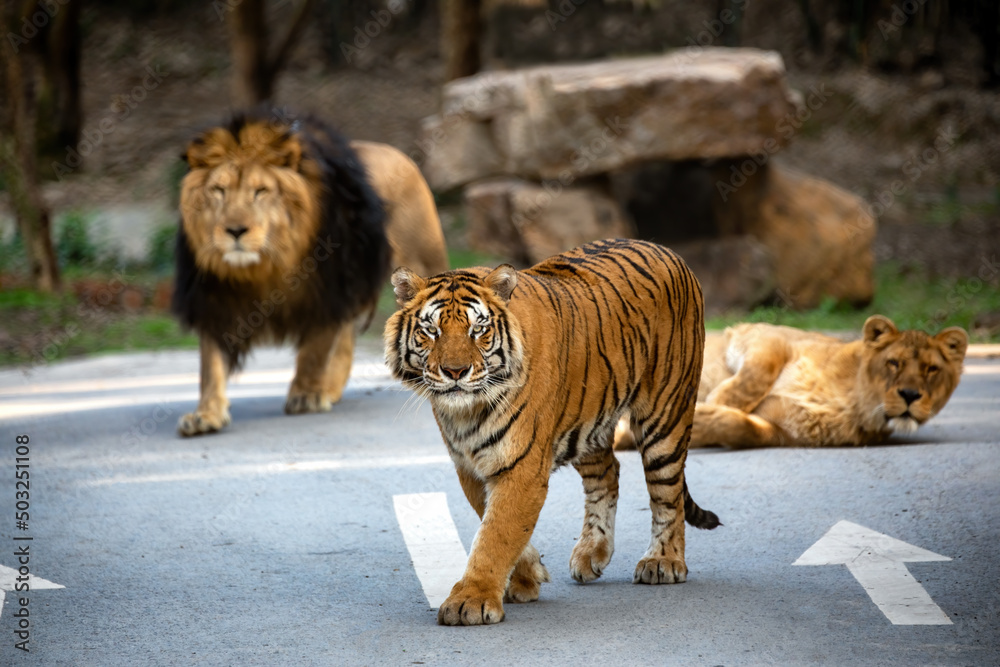 Chongqing yongchuan zoo Bengal tigers and lions in Africa Stock Photo ...