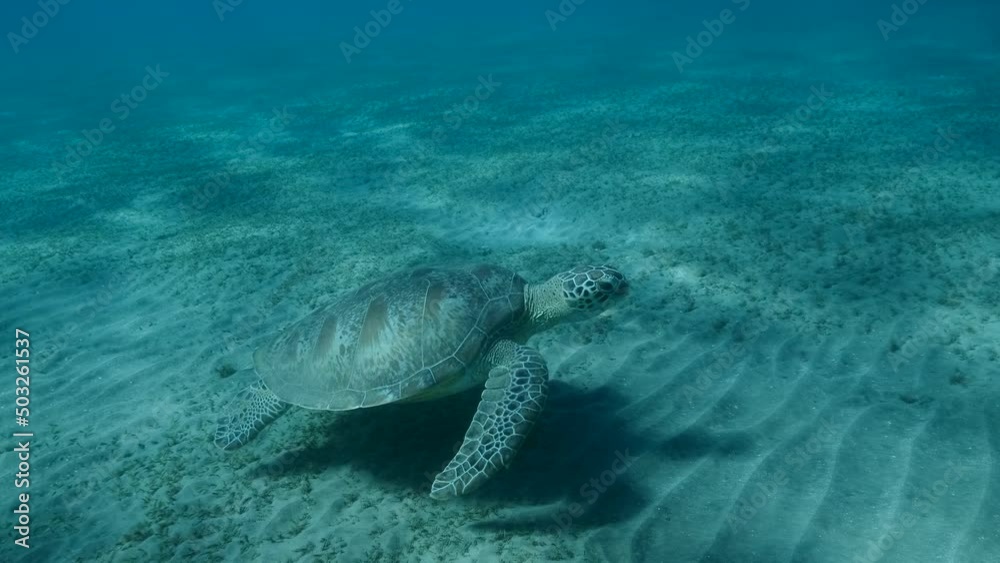 Slow motion, Sea turtle slowly swim above sandy bottom in sinrays ...