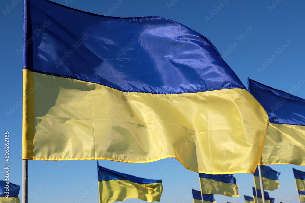 Many state flags of Ukraine are flying. Concept of heroic struggle of ...
