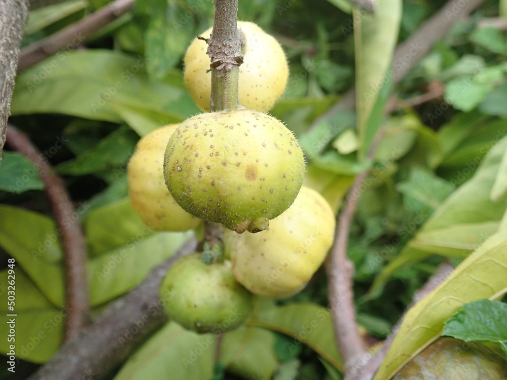 Ficus racemosa bears fruit on a tree branch in the garden. Ficus ...