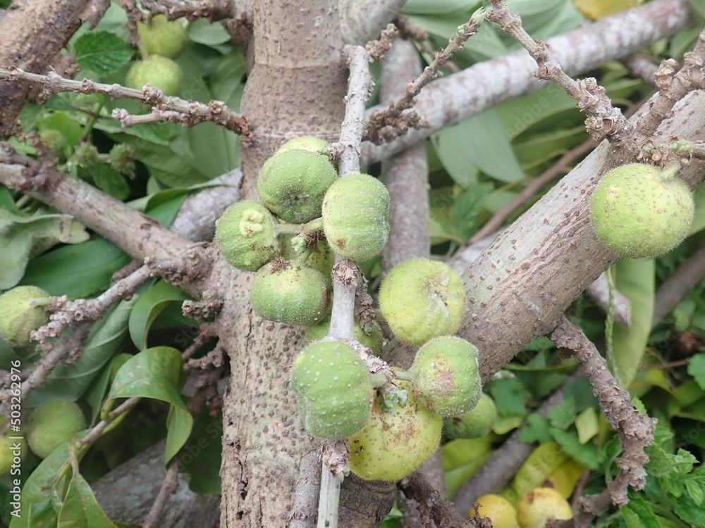Ficus racemosa bears fruit on a tree branch in the garden. Ficus ...