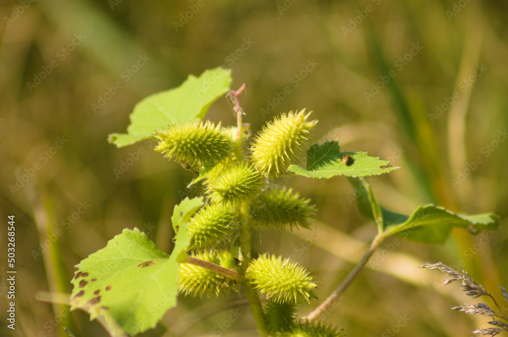 Common Cocklebur Seed