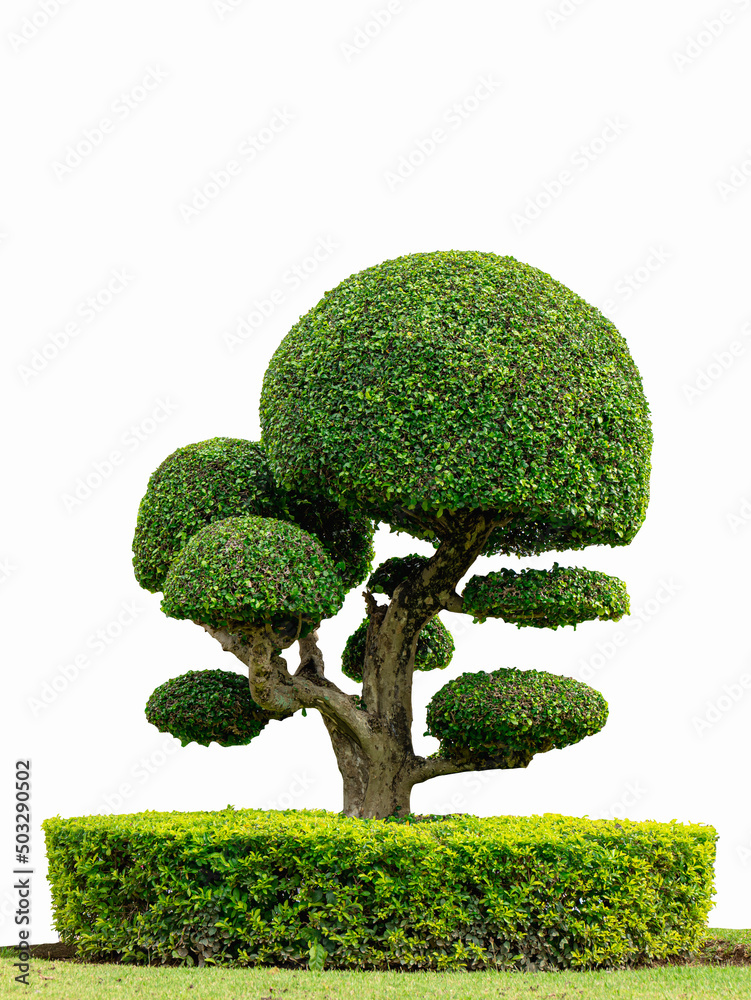 Tooth brush tree is cut into a round shape on the branches for beauty ...