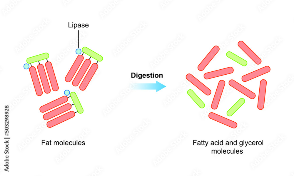 Scientific Designing of Fat Molecules Digestion. Lipase Enzyme Effect on Fat Molecules. Fatty ...