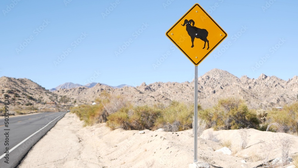 Bighorn sheep, ram crossing warning yellow sign, California USA. Wild ...