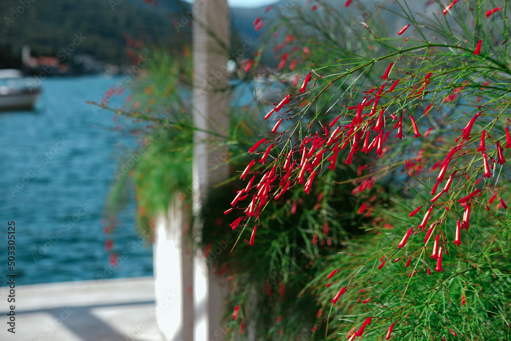 Foto de Russelia Equisetiformis ,Common Name Red Bells or Coral Bush in ...