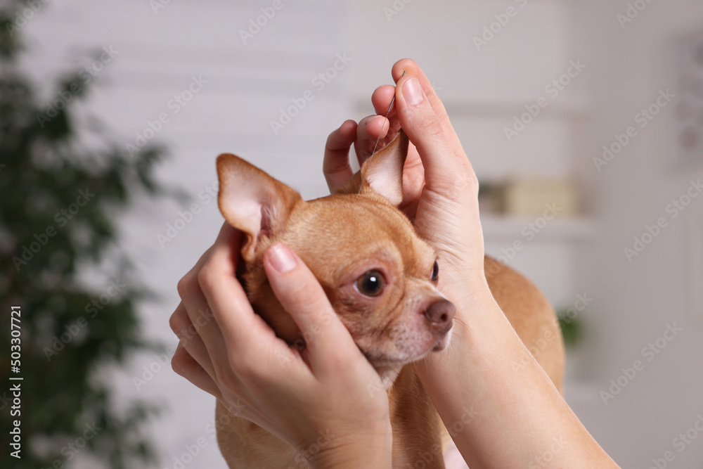 Veterinary holding acupuncture needle near dog's head in clinic ...