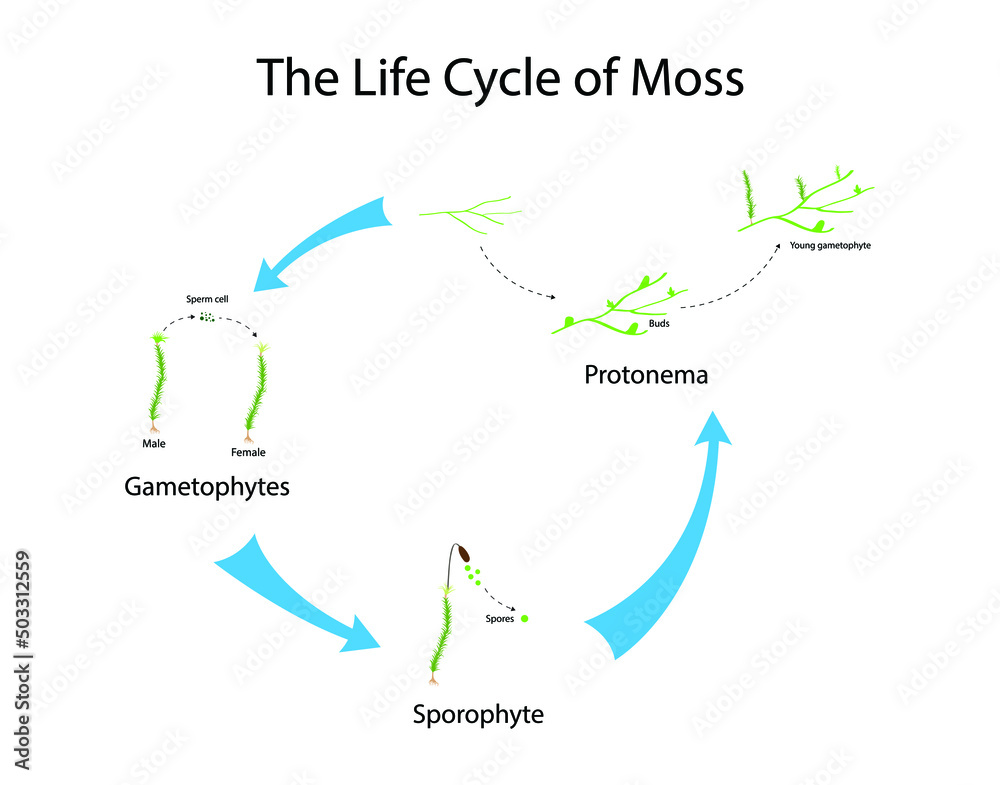 illustration of biology, The life cycle of most mosses begins with the ...