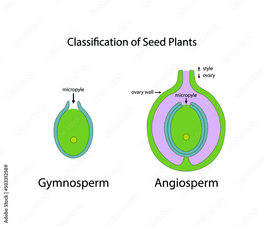 illustration of biology, The classification of seed plants, Difference ...