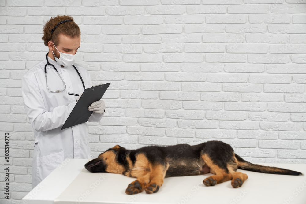 Side view of male vet taking care of German Shepherd. Young doctor in ...