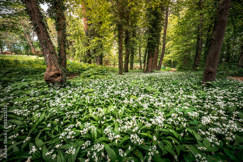 Young wild wild garlic in the spring forest. Young sprouts with flowers ...