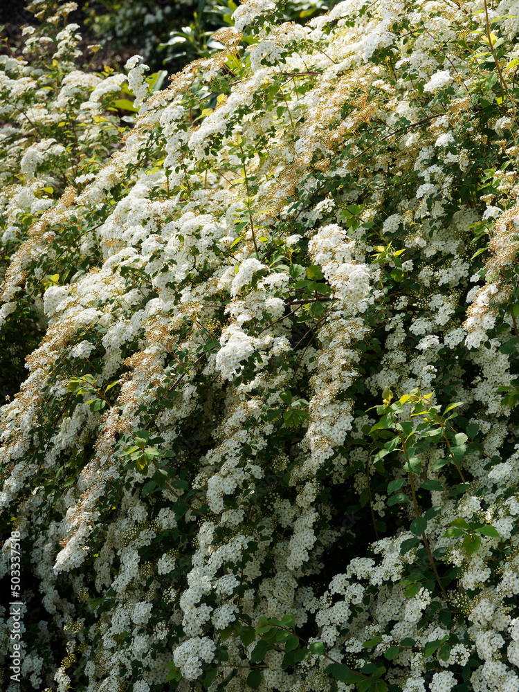 Foto de (Spiraea arguta) Spirée dentelée aux tiges souples et ...