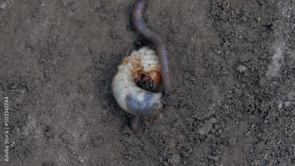 Melolonthinae. Scarab beetle. Scarabaeidae. Larva of may-bug and worm ...