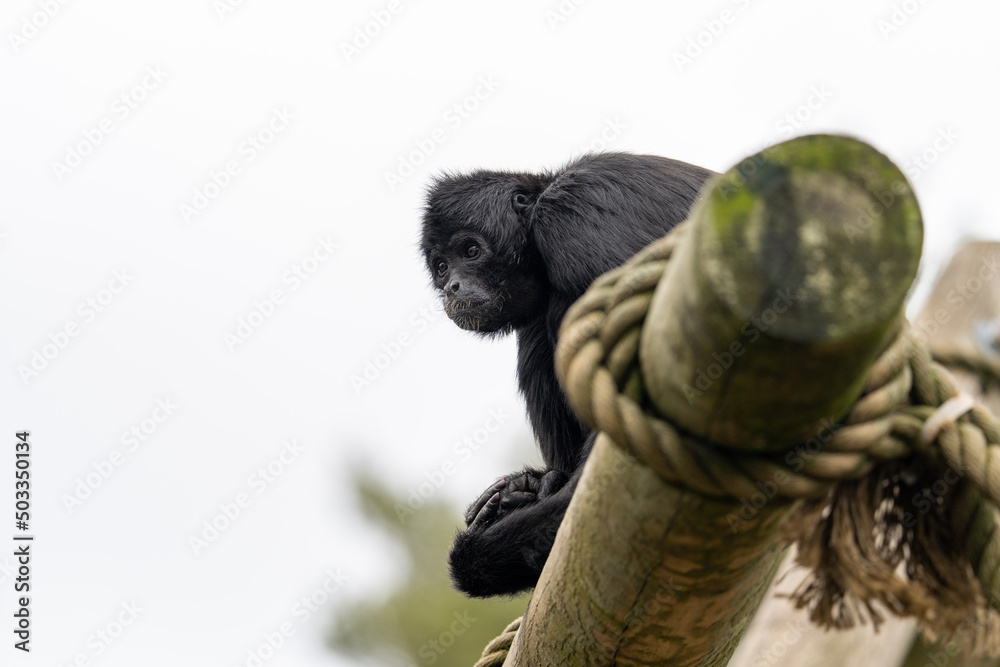 The southern muriqui (Brachyteles arachnoides) is a muriqui (woolly ...
