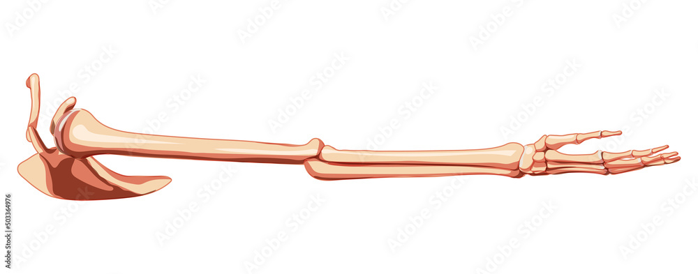 Upper limb Arm with Shoulder girdle Skeleton Human side lateral view ...