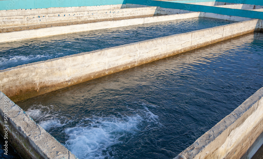Cultivation of golden trout and other fish in concrete pools. Trout ...