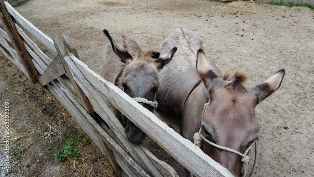 Two donkeys stand behind corral fence at donkey farm. Two muzzles of ...
