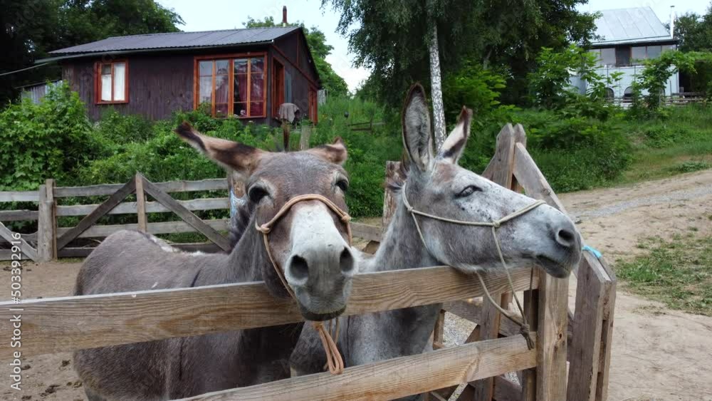Two donkeys stand behind corral fence at donkey farm. Two muzzles of ...