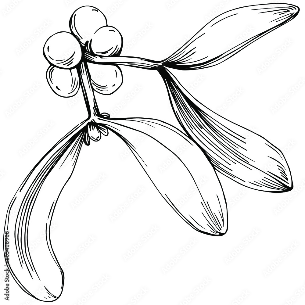 Mistletoe sketch drawing illustration. Carob tree nature engraved style ...