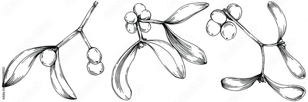 Mistletoe sketch drawing illustration. Carob tree nature engraved style ...
