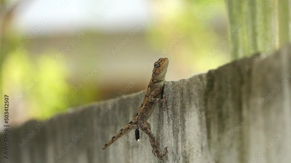 Garden Lizard hanging on a wall and pooping in Slow motion Stock-Video ...