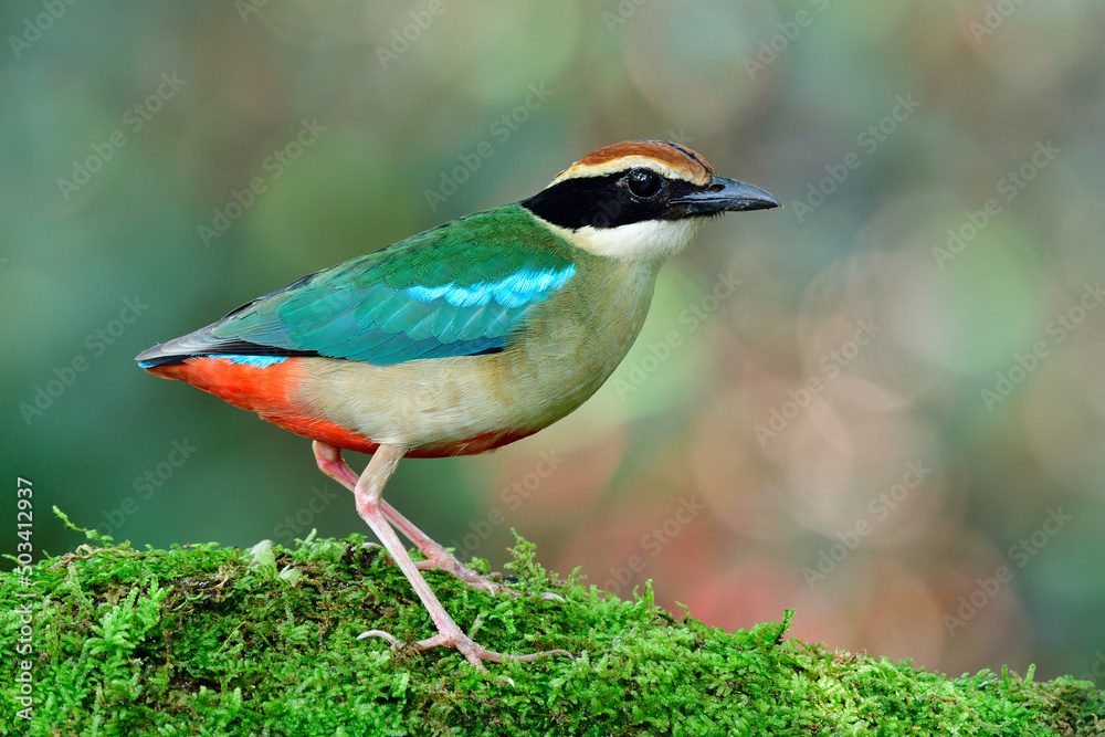 Small and brightly colored species bird in pittidae family,Fairy pitta ...