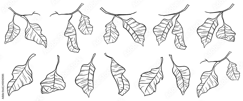 Collection of vector hand drawn illustration of leaves in sketch style ...
