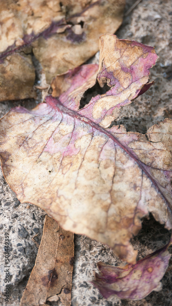 Hojas marchitas y decoloradas en suelo rocoso Stock Photo | Adobe Stock