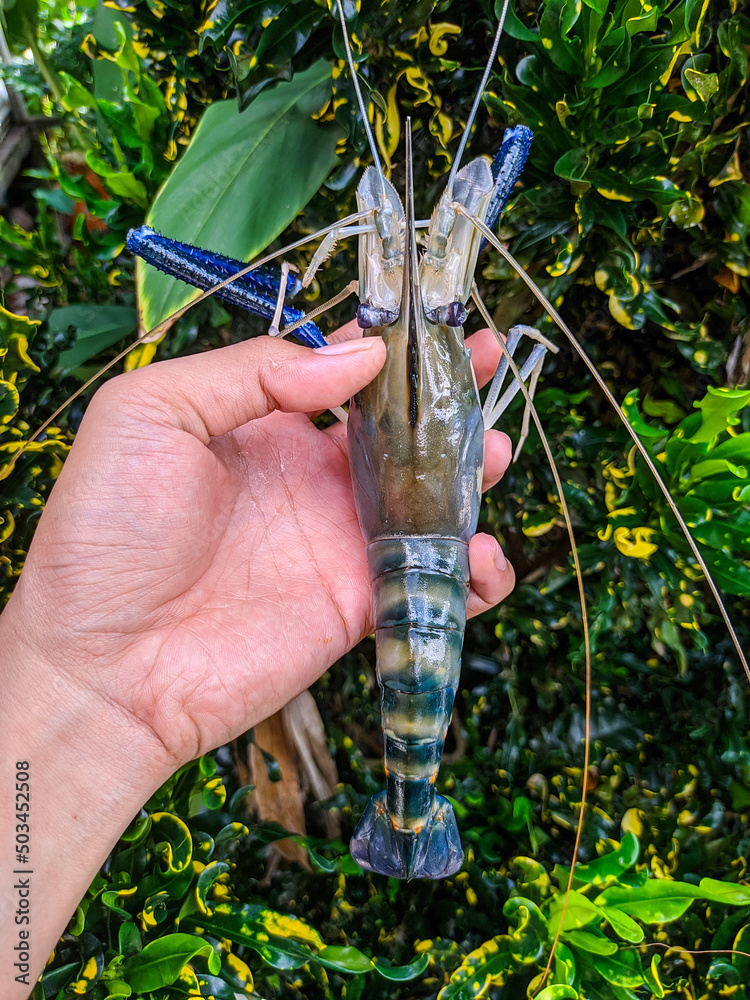 Macrobrachium rosenbergii, also known as giant river shrimp or giant ...