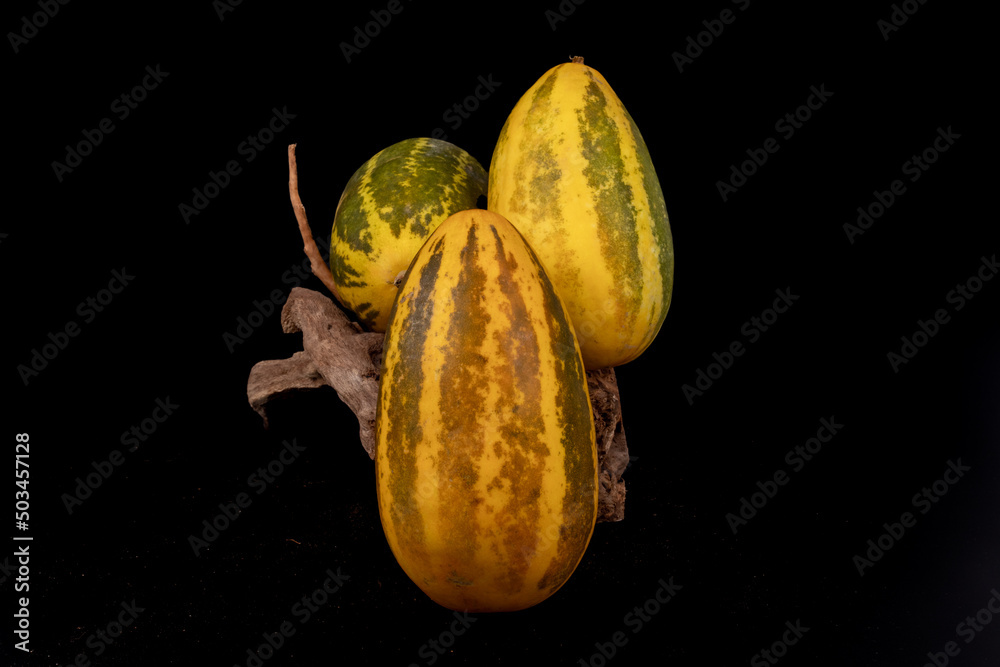 Vellery Trichosanthes dioica, also known as pointed gourd, Vegetable ...