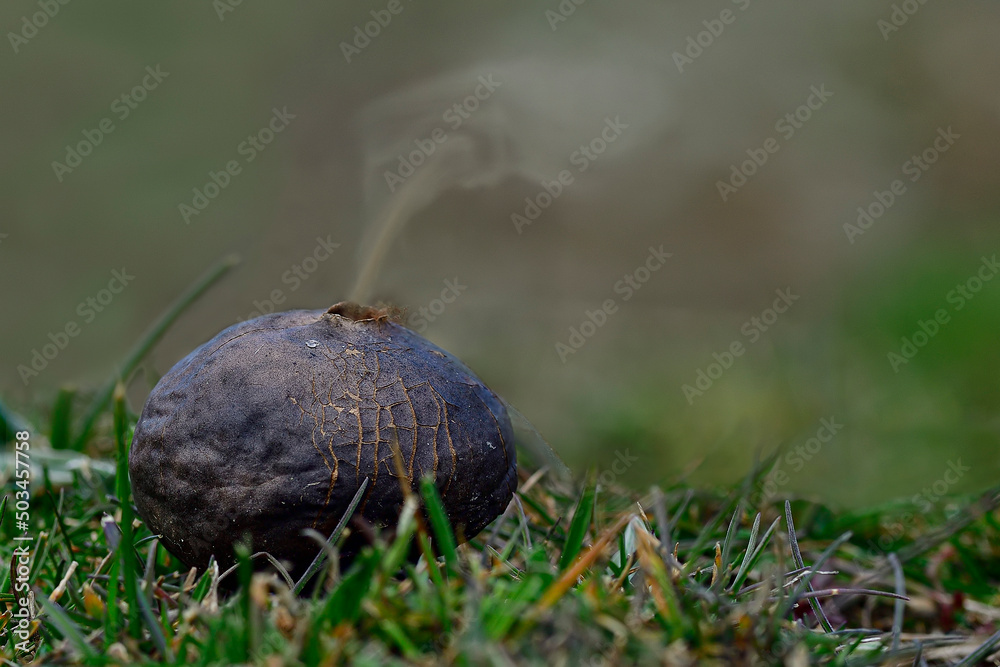 Lycoperdon perlatum - Pedo de lobo, cuesco de lobo or pearl puffball is ...