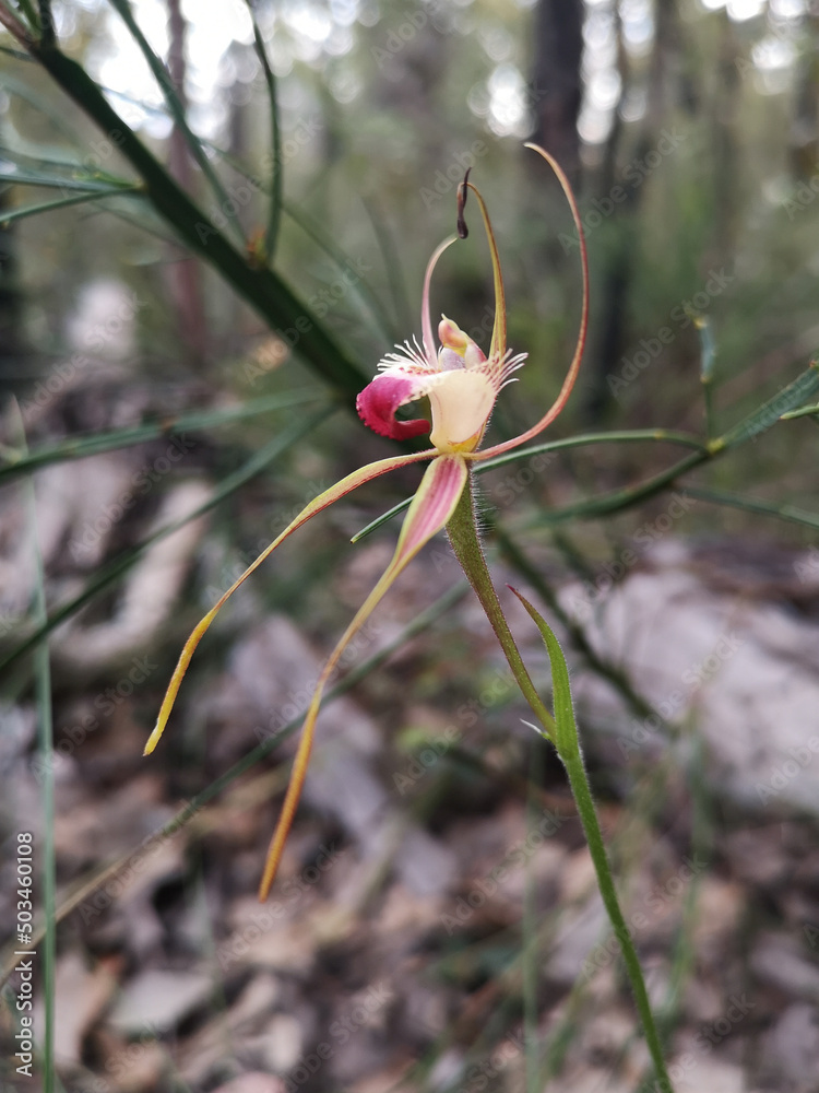 The Rusty Spider Orchid is distinguished by its heavily clubbed sepals ...