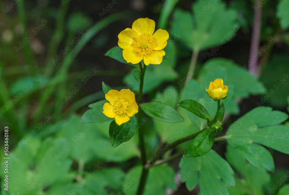 Yellow flowers of Creeping buttercups (Ranunculus repens). A creeping ...