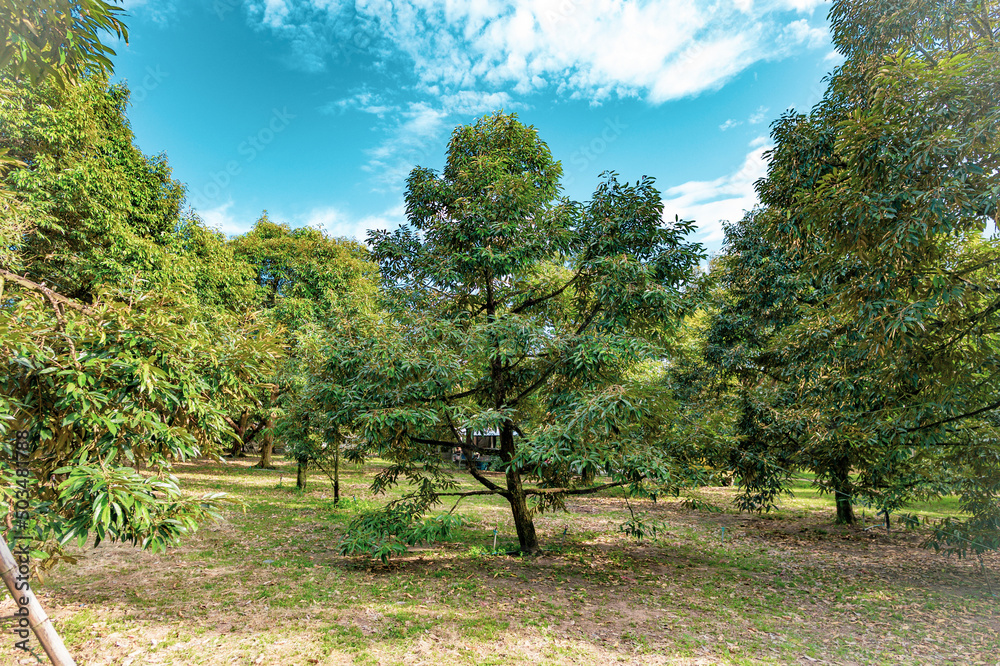 Big durian tree in the garden with blue sky background, king of fruit ...