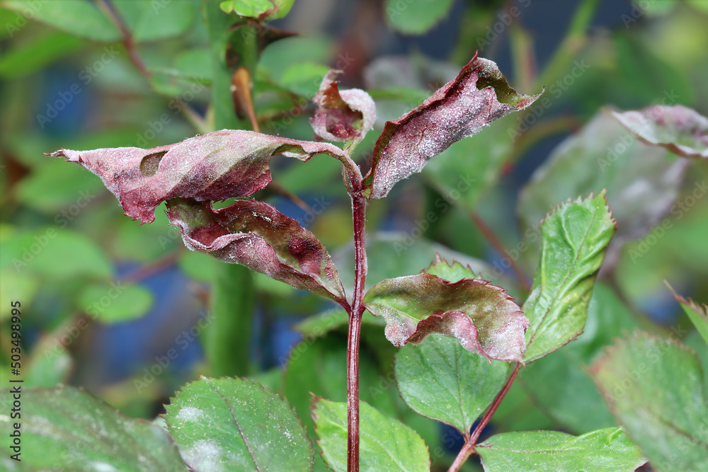 Fungal disease powdery mildew on a rose plant. White plaque on leaves ...