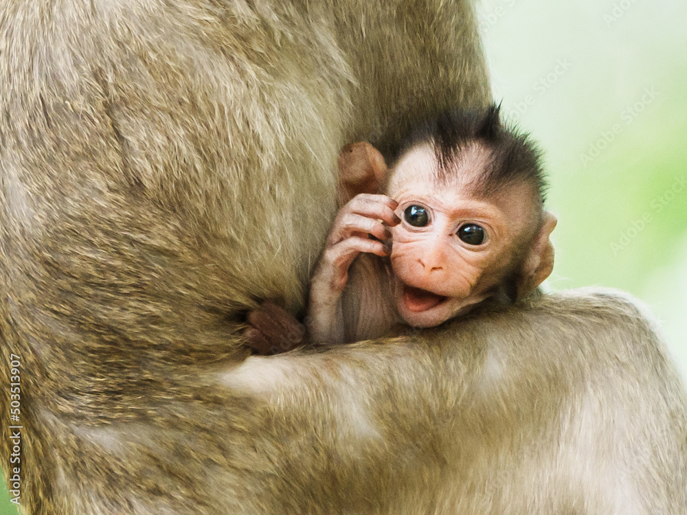 Happy Baby Monkey
