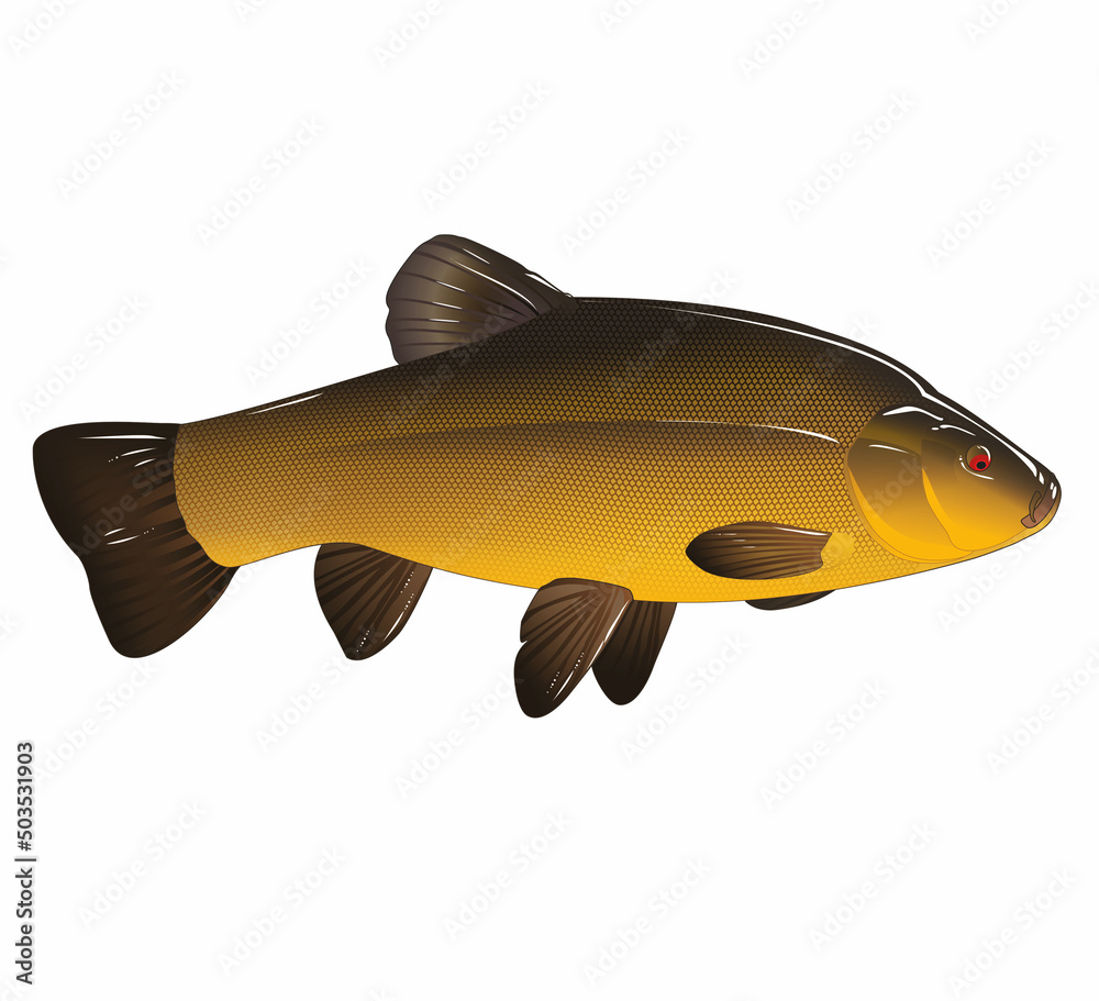 Raster illustration of tench. Isolated realistic freshwater fish (Tinca ...