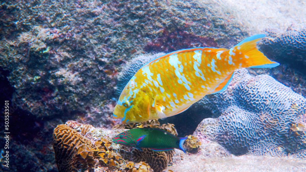 Underwater video of beautifully colored blue-barred parrotfish swimming ...