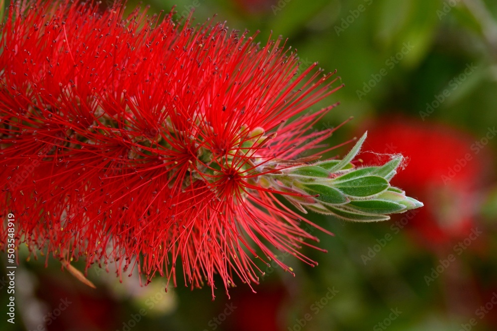 Foto de Detalle de la flor del árbol del cepillo, Callistemon citrinus ...