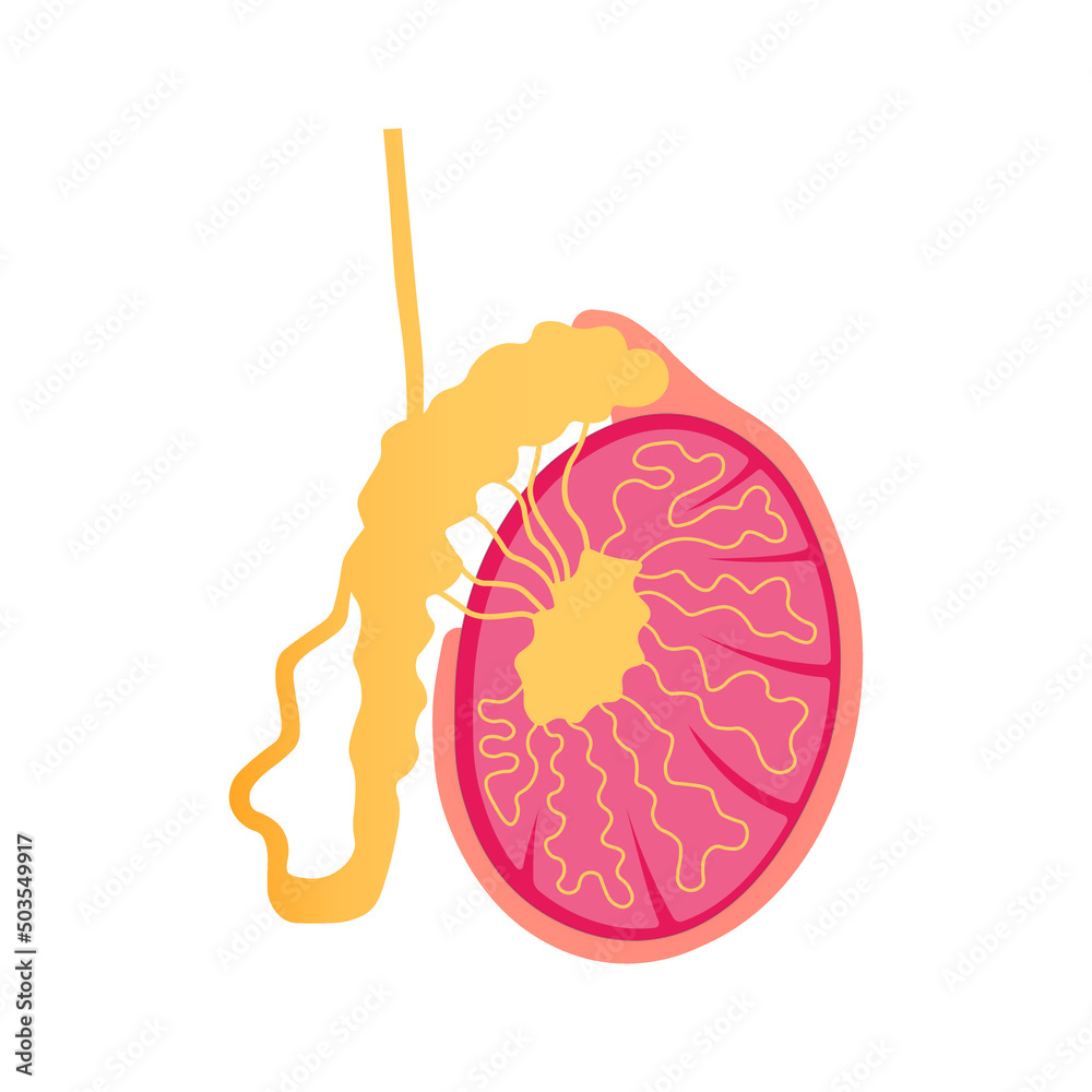 Scientific Designing Of Testicle Anatomy The Organ That Produces Sperm